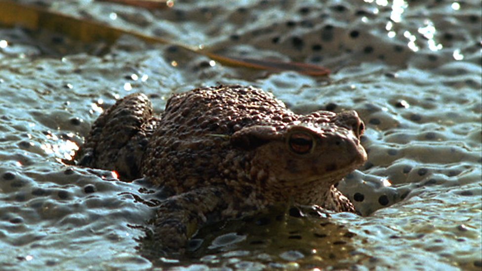BBC Two - Living Britain, DEEPEST WINTER, Spawning toads