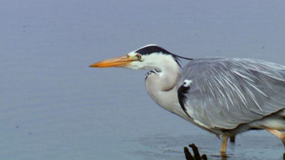 BBC Two - Springwatch, 2010, Episode 7, Striking herons