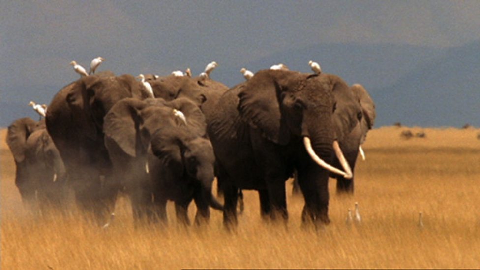 BBC Two - Natural World, 2004-2005, Echo of the Elephants: The Final ...