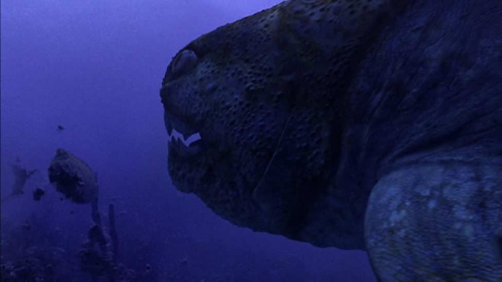 BBC One - Walking with Dinosaurs (1999), Sea Monsters: A Walking With ...