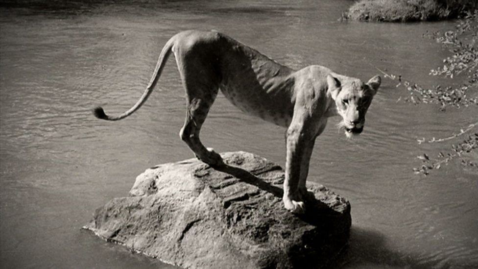 BBC Two - Natural World, 2010-2011, Elsa: The Lioness that Changed the ...