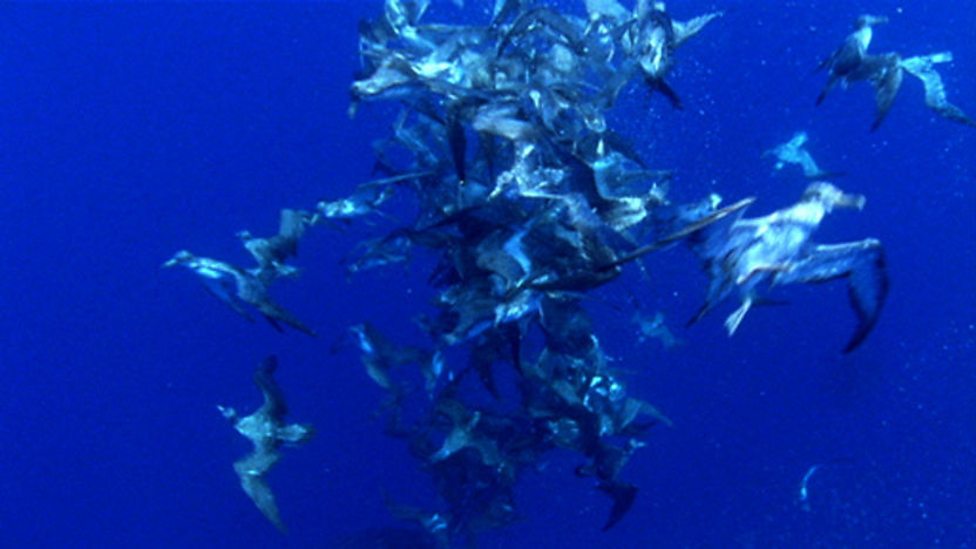 BBC One - The Blue Planet, Open Ocean, Team tactics pay off
