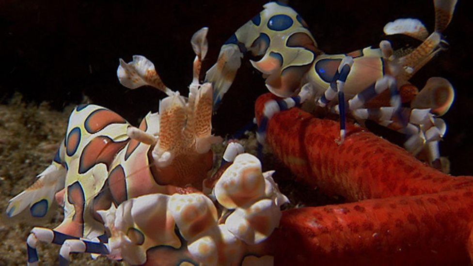 BBC One - The Blue Planet, Coral Seas, Sticky starfish