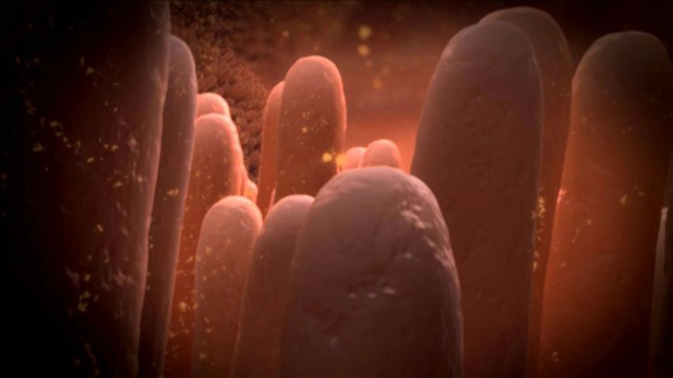 BBC One - Inside the Human Body, First to Last, An incredible journey ...