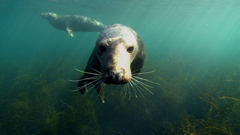 BBC Two - The Animal's Guide to Britain, Coastal Animals, Seal secret ...