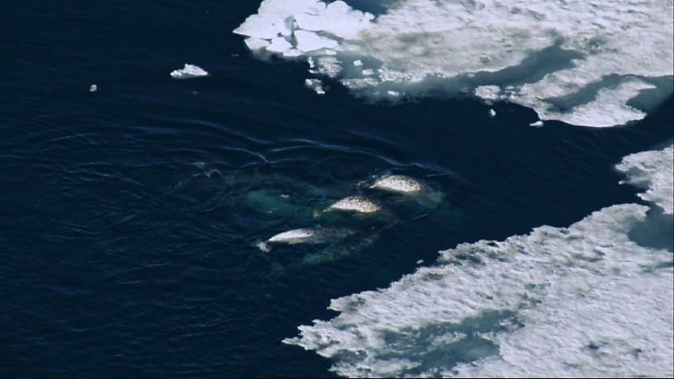 BBC One - Nature's Great Events, The Great Melt, Narwhal - The Arctic ...