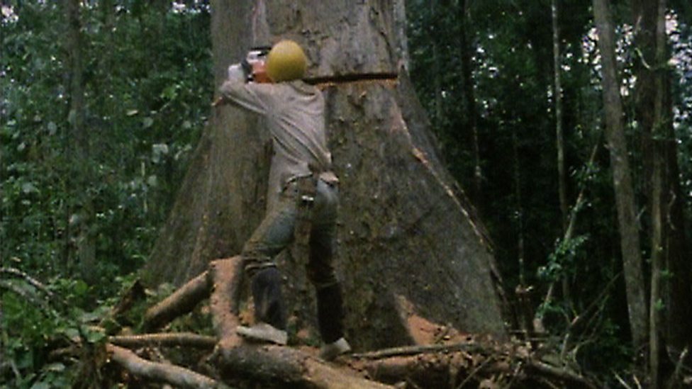 BBC Two - The Living Planet, New Worlds, Deadly deforestation