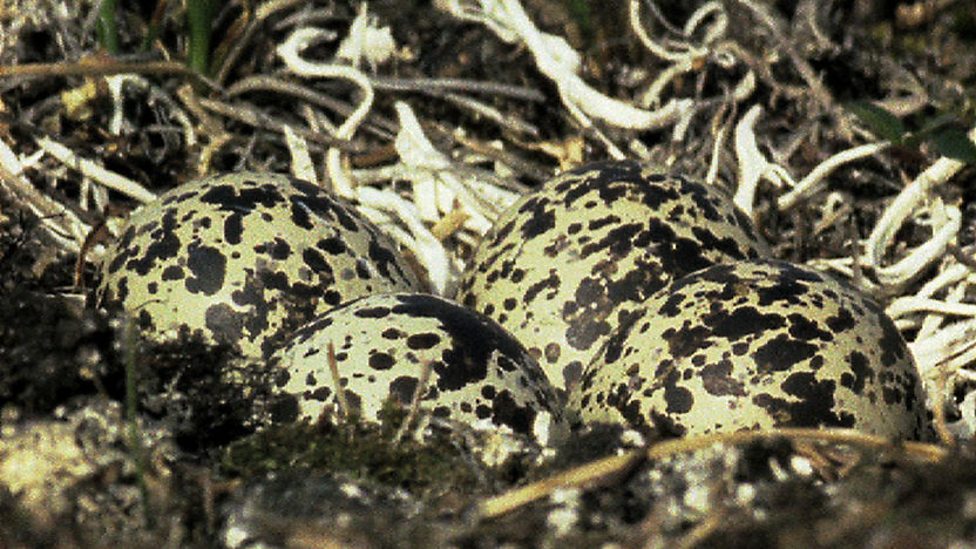 BBC Four - The Life of Birds, The Demands of the Egg, Egg laying