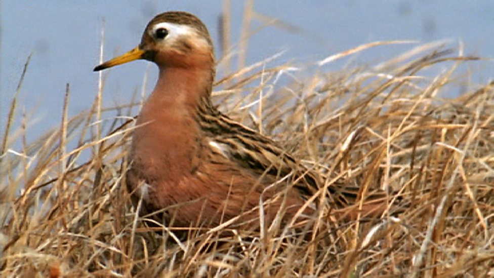 BBC Four - The Life of Birds, Finding Partners, Role Reverse Birds