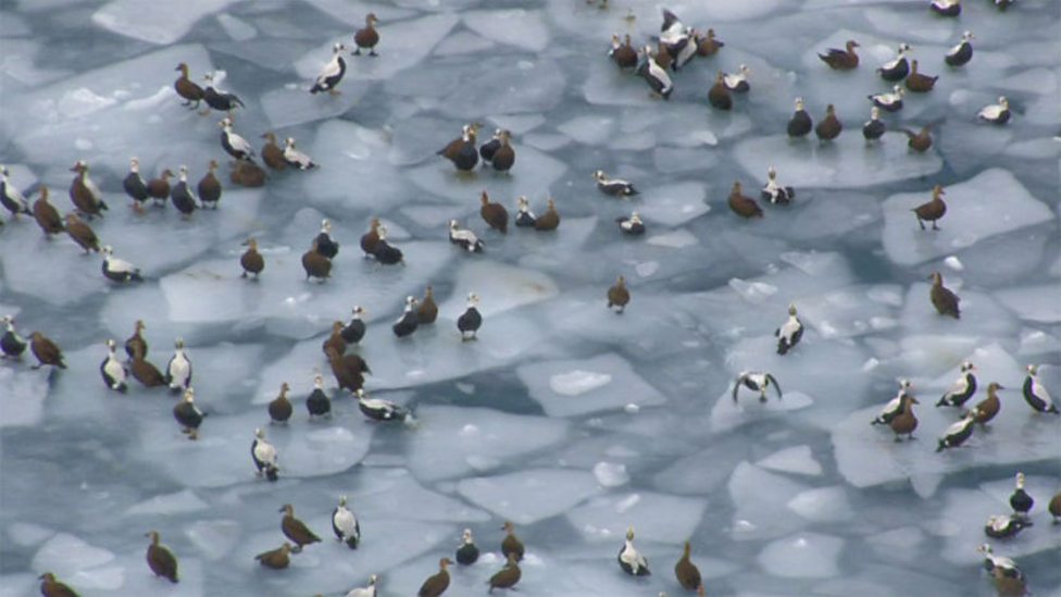 BBC One - Frozen Planet, Winter, Frozen Planet’s first shoot