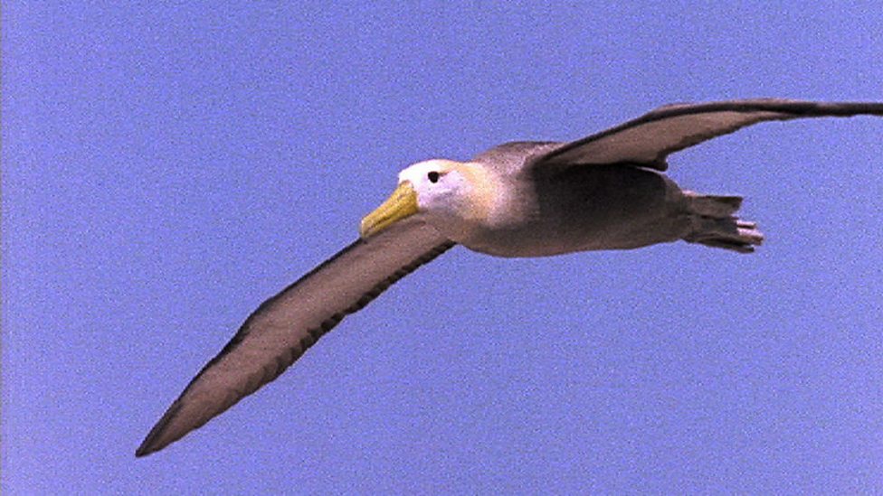 BBC Four - The Life of Birds, The Mastery of Flight, Aerodynamic albatross
