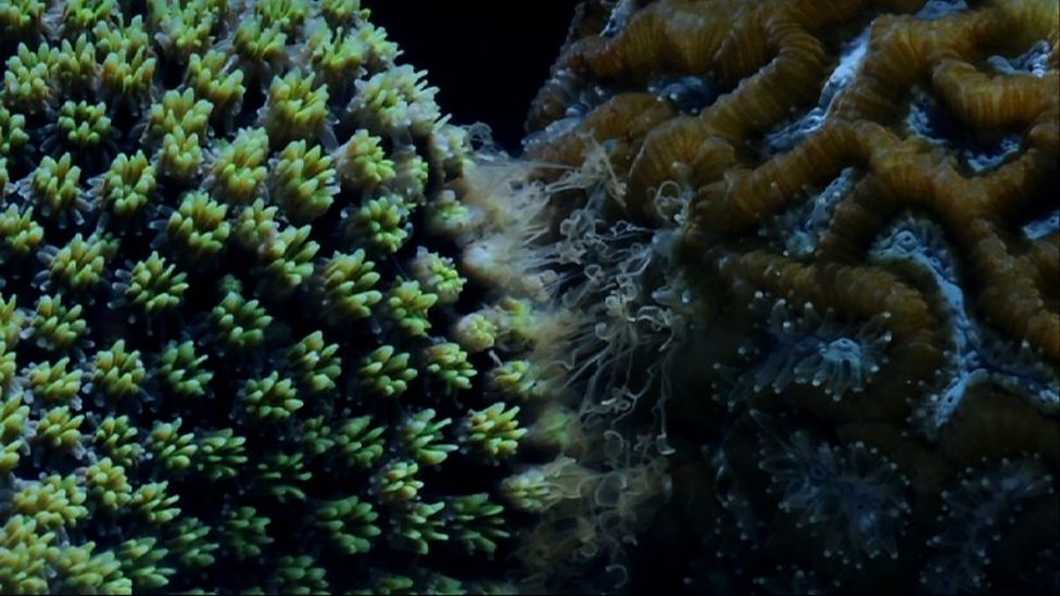 BBC Two - Great Barrier Reef, Nature's Miracle, Coral turf wars