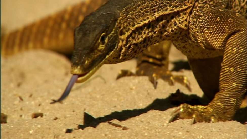 BBC Two - Great Barrier Reef, Reef to Rainforest, Gifted goannas