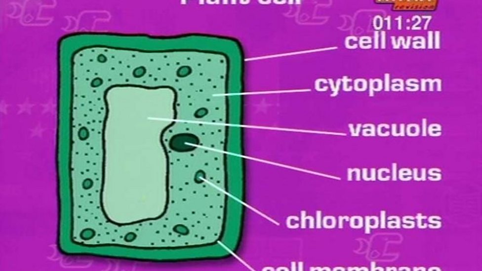 BBC Two Key Stage Three Bitesize Revision Science 1 Plant Cells