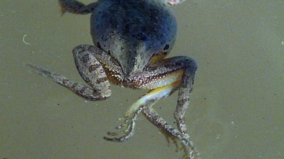 BBC Four - Weird Nature, Puzzling Partners, Parasite lifecycle