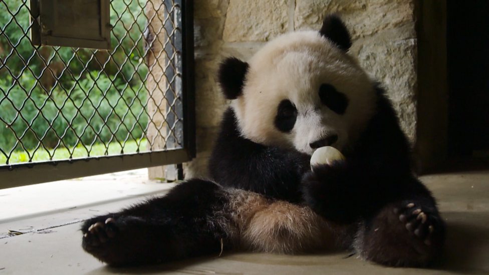 BBC One - Super Cute Animals - Giant panda