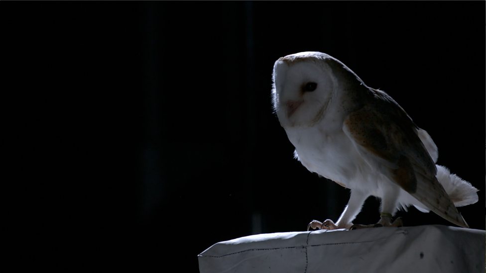 BBC Two - Natural World, 2015-2016, Super-Powered Owls, Flying silently