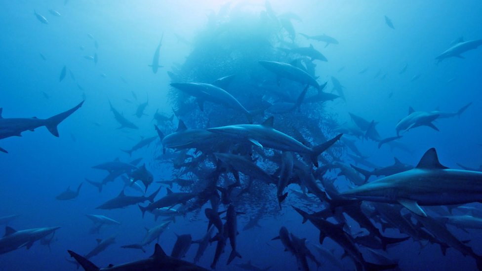 BBC One - Shark, Episode 1, Masters of teamwork