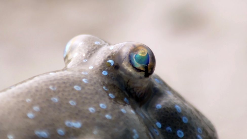 BBC One - Nature's Greatest Dancers - Great blue spotted mudskipper