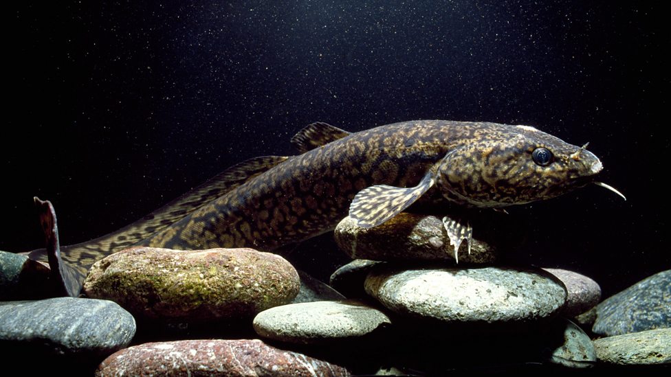 BBC Radio 4 - Natural Histories, Burbot - 10 fishy facts about burbots
