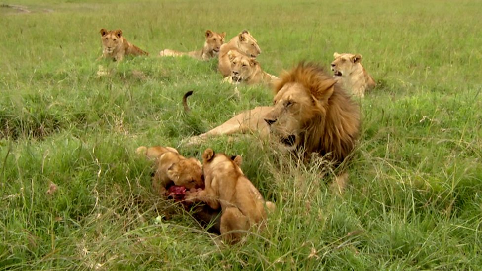 BBC One - Animal Super Parents - Lions