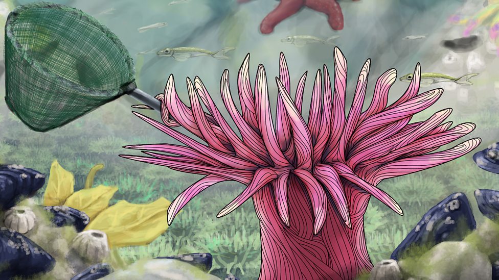 BBC Radio 4 - Natural Histories, Anemone, The World According to Anemone