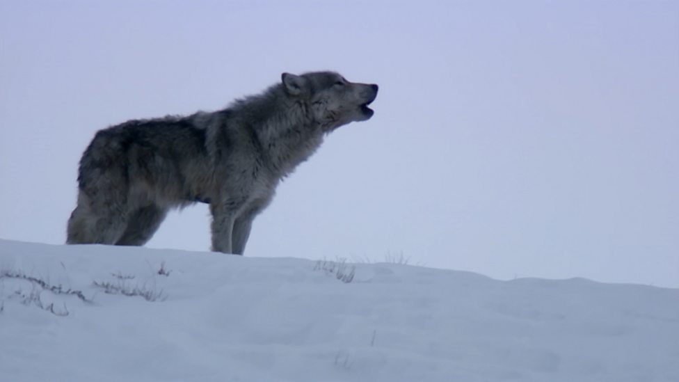 BBC - BBC Earth, Animal Attraction: Wolf