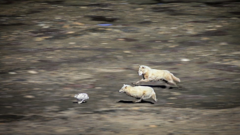 BBC One - The Hunt, In the Grip of the Seasons (Arctic), The Hare and the Arctic Wolves