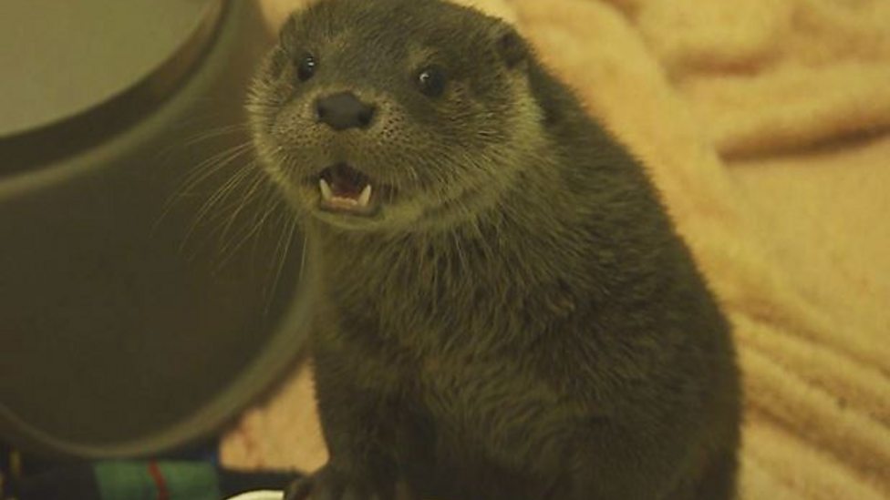 BBC Two - Winterwatch, Series 4, Otter rescue cubs