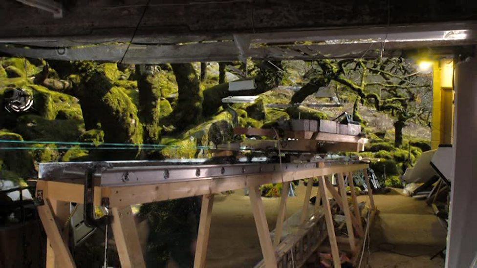 BBC One - Life, Plants, Woodland timelapse