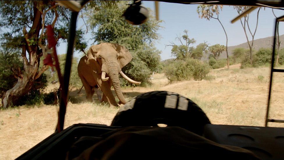 BBC One - Nature's Epic Journeys, Elephants, Elephant Escape Gone Wrong