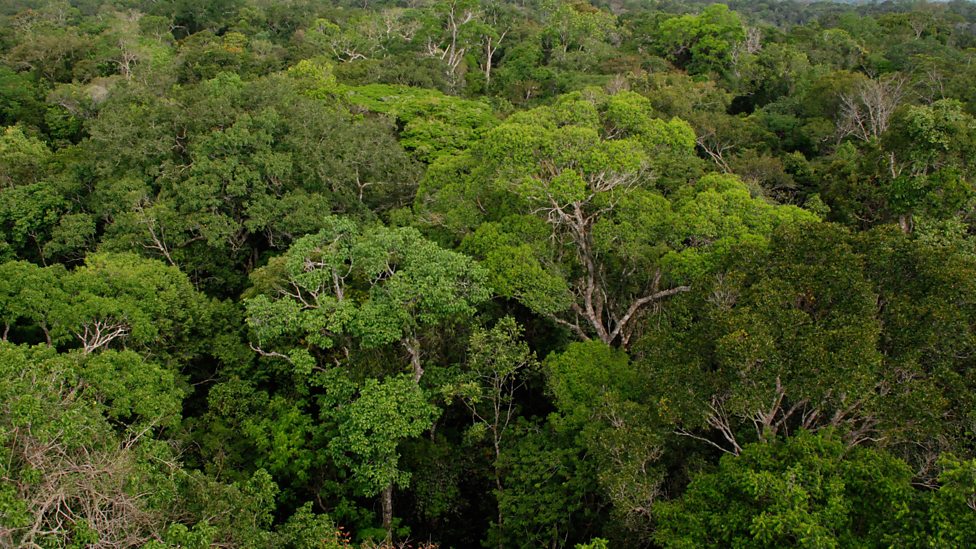 BBC Radio 4 - Radio 4 in Four - Ayahuasca: the mysterious plant behind ...