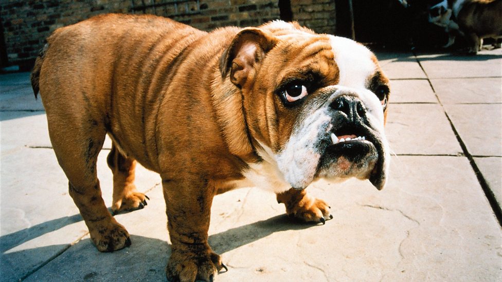 BBC Radio 4 - Radio 4 in Four - How we got the dogs we know and love today