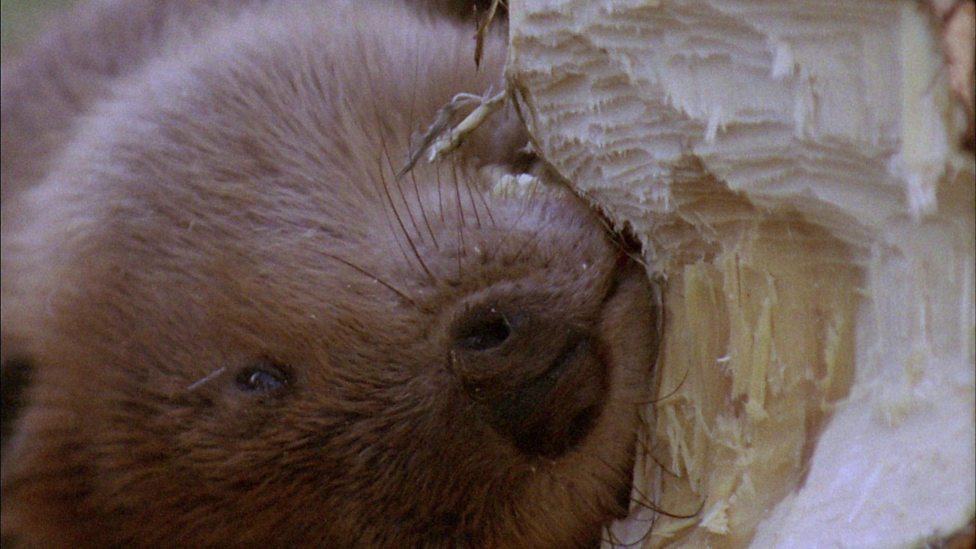 BBC One - Earth's Seasonal Secrets, Autumn, Busy beavers