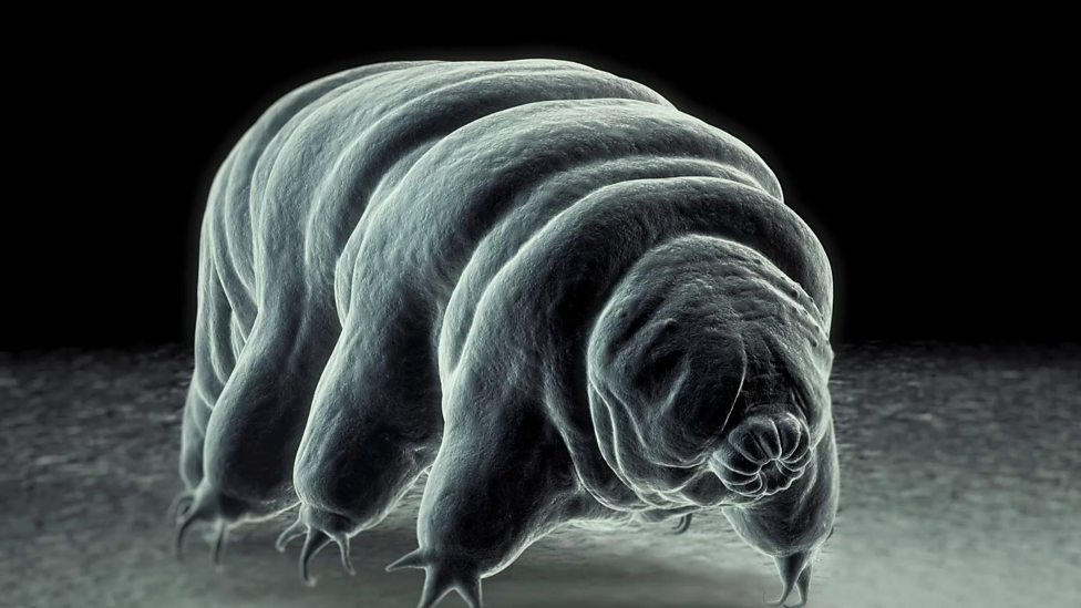BBC Radio 4 - Natural Histories - What Are Tardigrades?