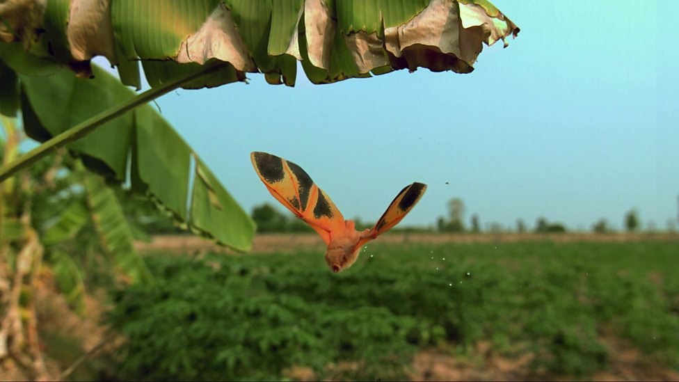 BBC Two - Thailand: Earth's Tropical Paradise - A portrait of filming ...