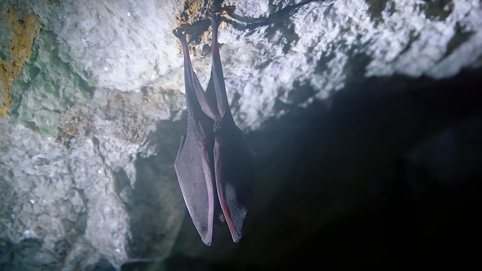 BBC Radio 4 - Natural Histories, Bat - Na na na na na na na na... Bat ...