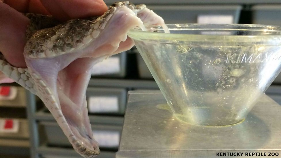 BBC - Are these five of the most unusual jobs?