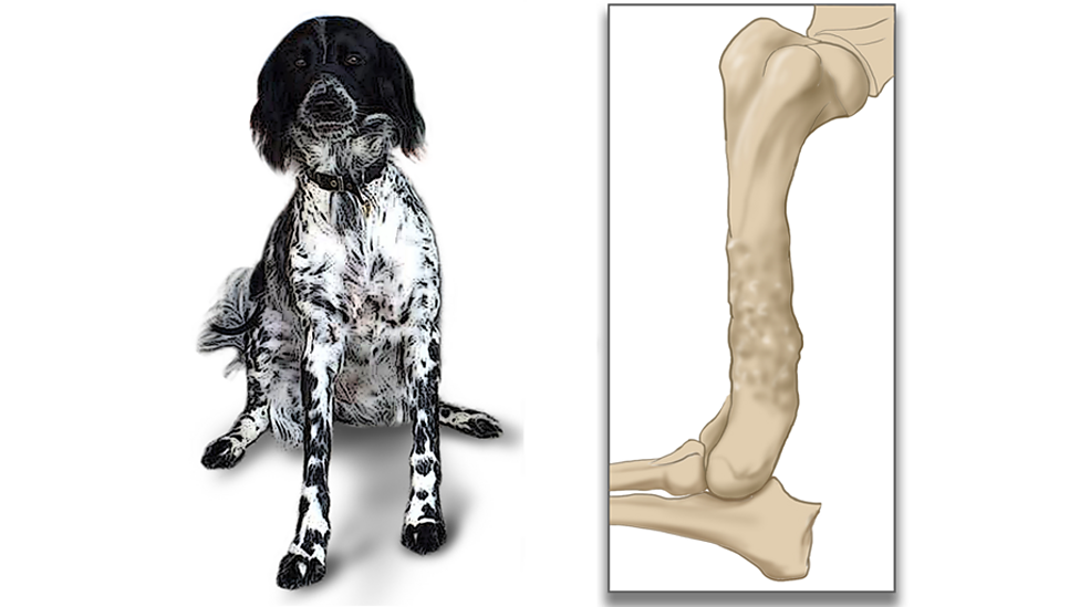 BBC Radio 5 Live - 5 Live In Short, Dog avoids leg amputation thanks to ...