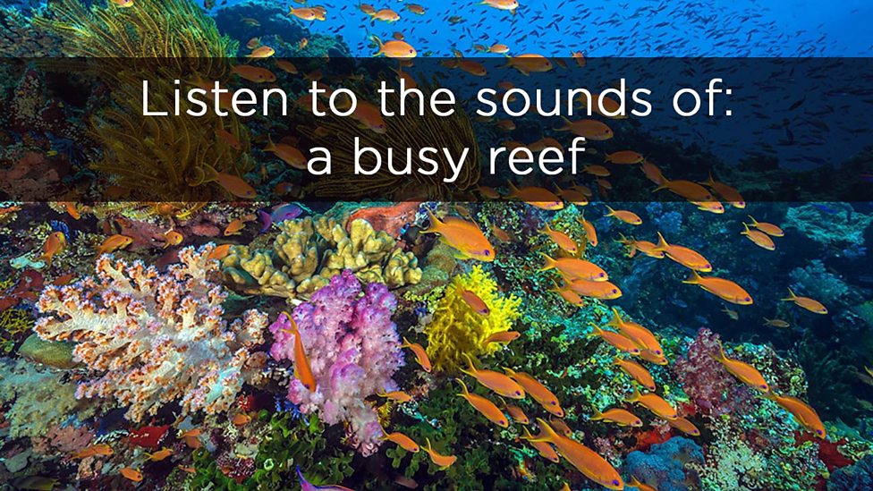 BBC One - Blue Planet II - Creating an underwater soundscape