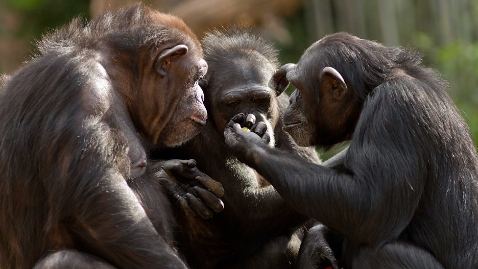 BBC Radio 4 - Radio 4 in Four - Five things chimps can teach us about ...