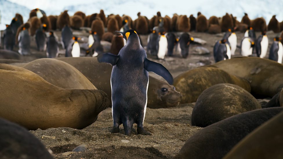 BBC One - Blue Planet II, Series 1, Coasts, Trying not to wake the ...