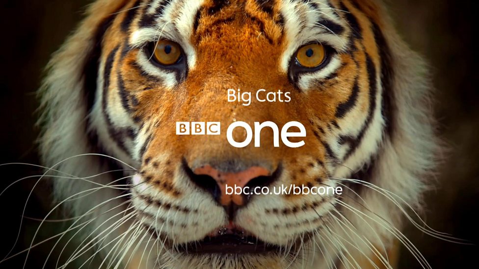 BBC One - Big Cats, Trailer: Big Cats
