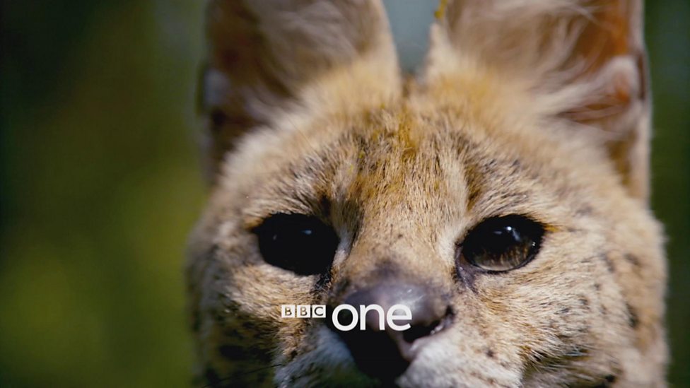 BBC One - Big Cats, Trailer - Big Cats: Episode 2
