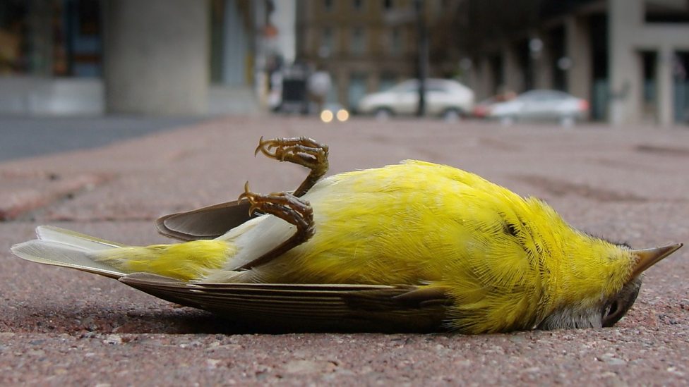 BBC World Service - People Fixing The World, How to stop birds crashing ...