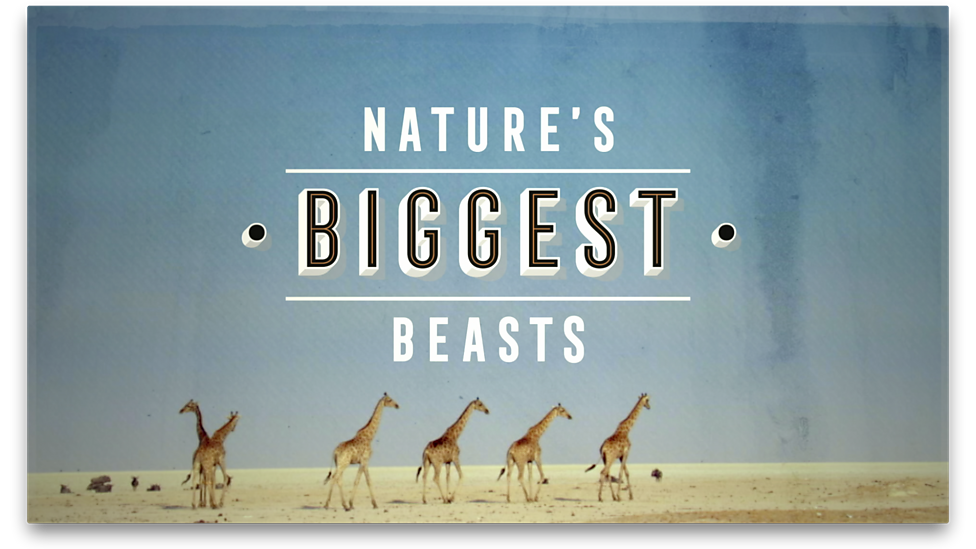 BBC Two - Natural World, 2018-2019, Nature's Biggest Beasts, Nature's ...