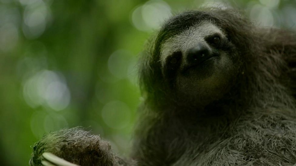 BBC One - Animals Behaving Badly, Series 1, Survival, A sloth's life in ...