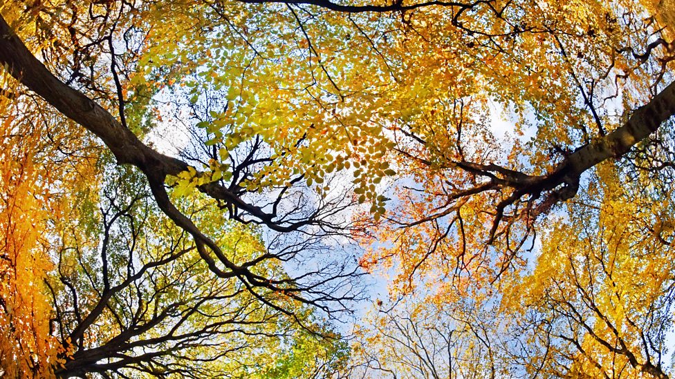BBC Radio 4 - Radio 4 in Four - How trees are talking to you and how to ...