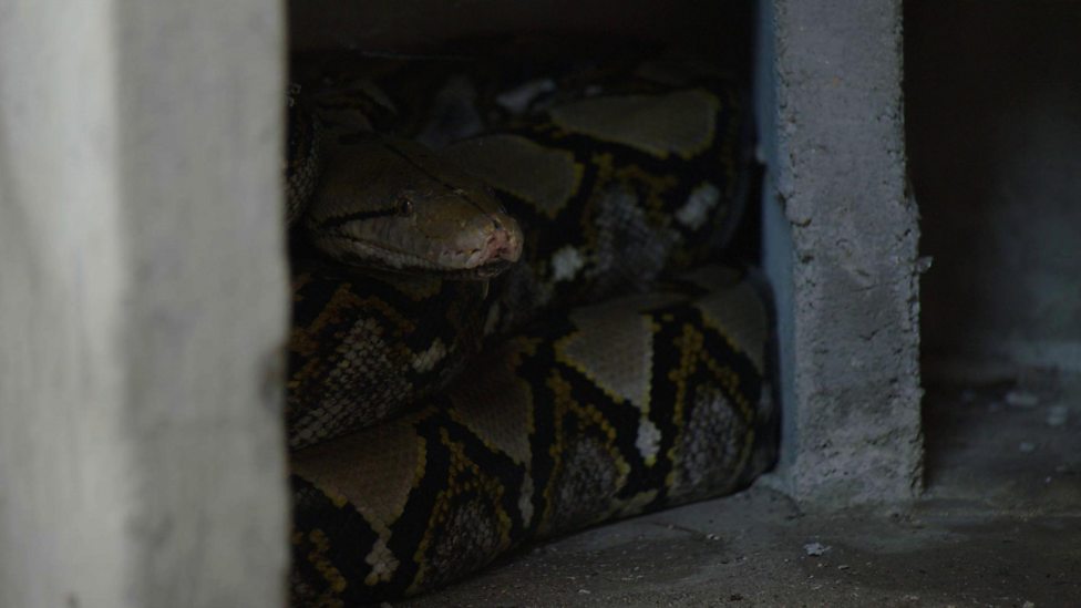 BBC Two - Cities: Nature's New Wild - Snakes in the city