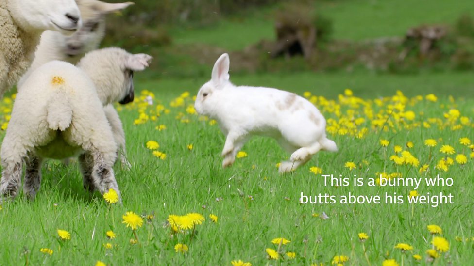 BBC Four - Secret Life of Farm Animals, Series 1, Pigs, Peter the rabbit has some unlikely friends